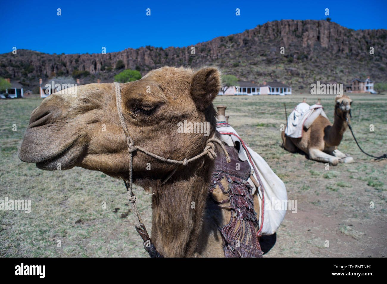 Camels on display at historical Fort Davis, Texas, during an event ...