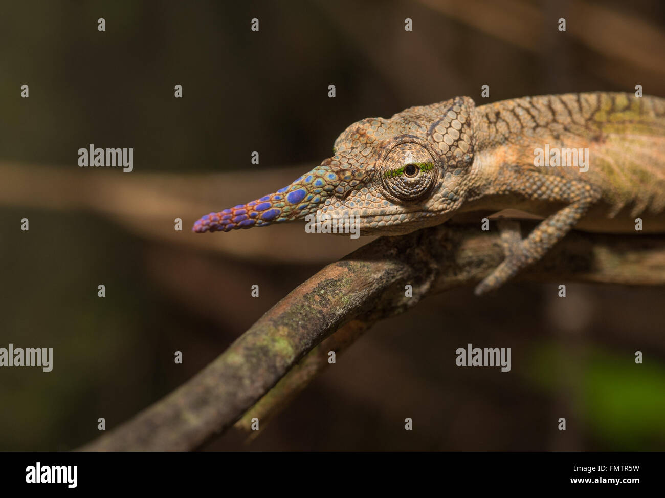 Chameleon Changing Color Cartoon