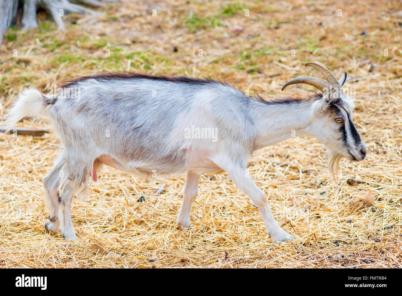 beautiful gray goat on a dry straw Stock Photo - Alamy