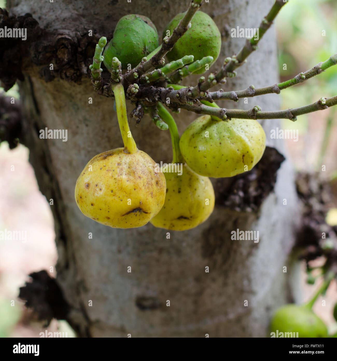 Ficus racemosa growing on tree Stock Photo - Alamy