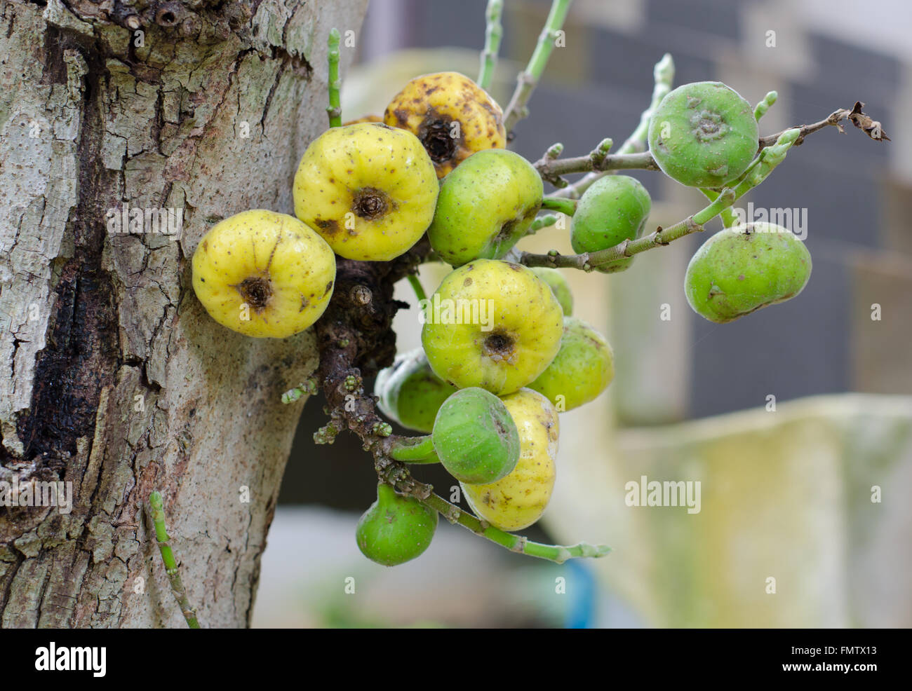 Ficus racemosa growing on tree Stock Photo - Alamy