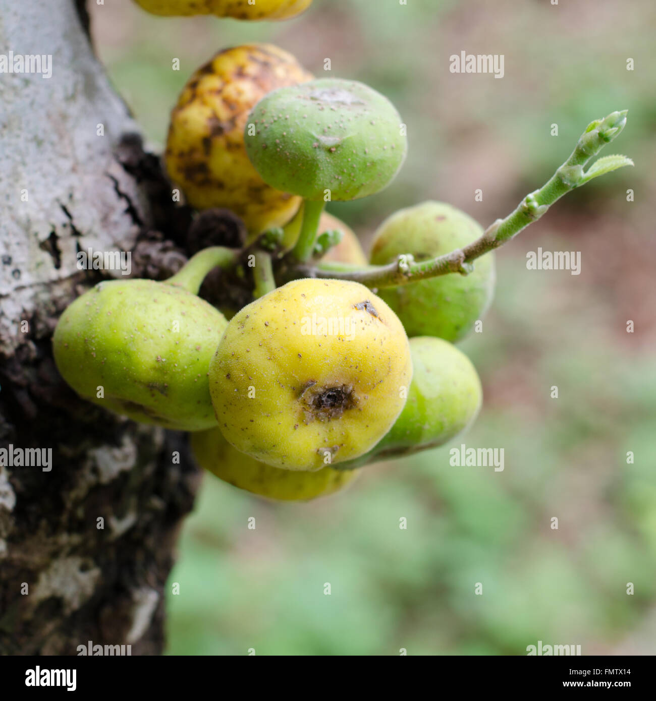 Ficus racemosa growing on tree Stock Photo - Alamy