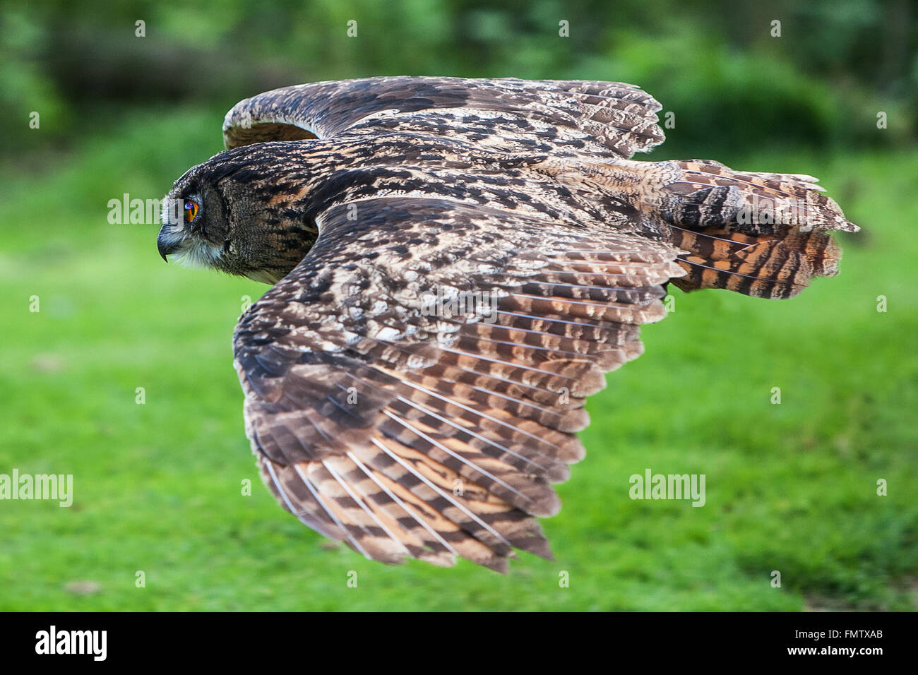 Owl in flight Stock Photo - Alamy