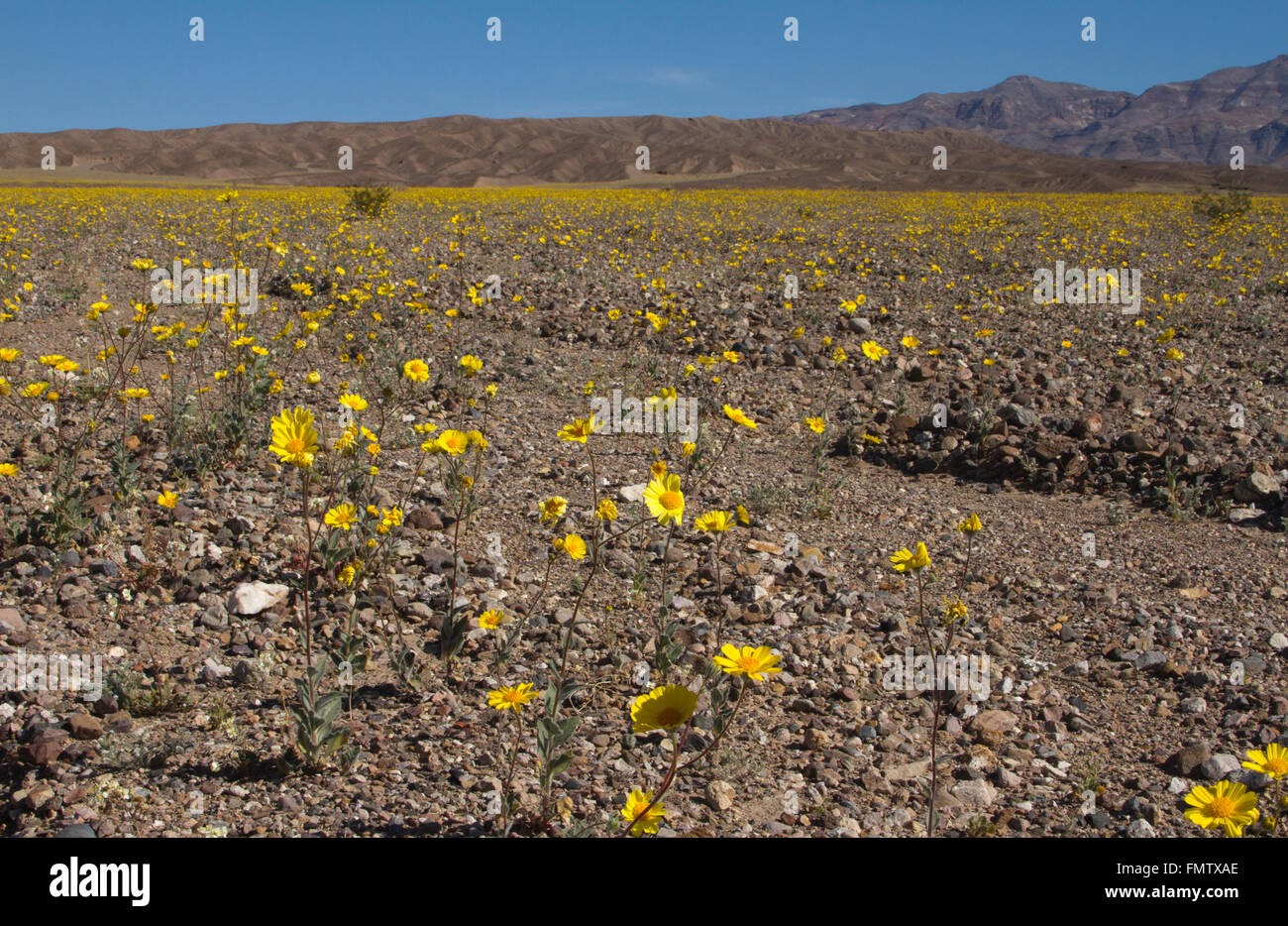 Death valley flowers hi-res stock photography and images - Alamy