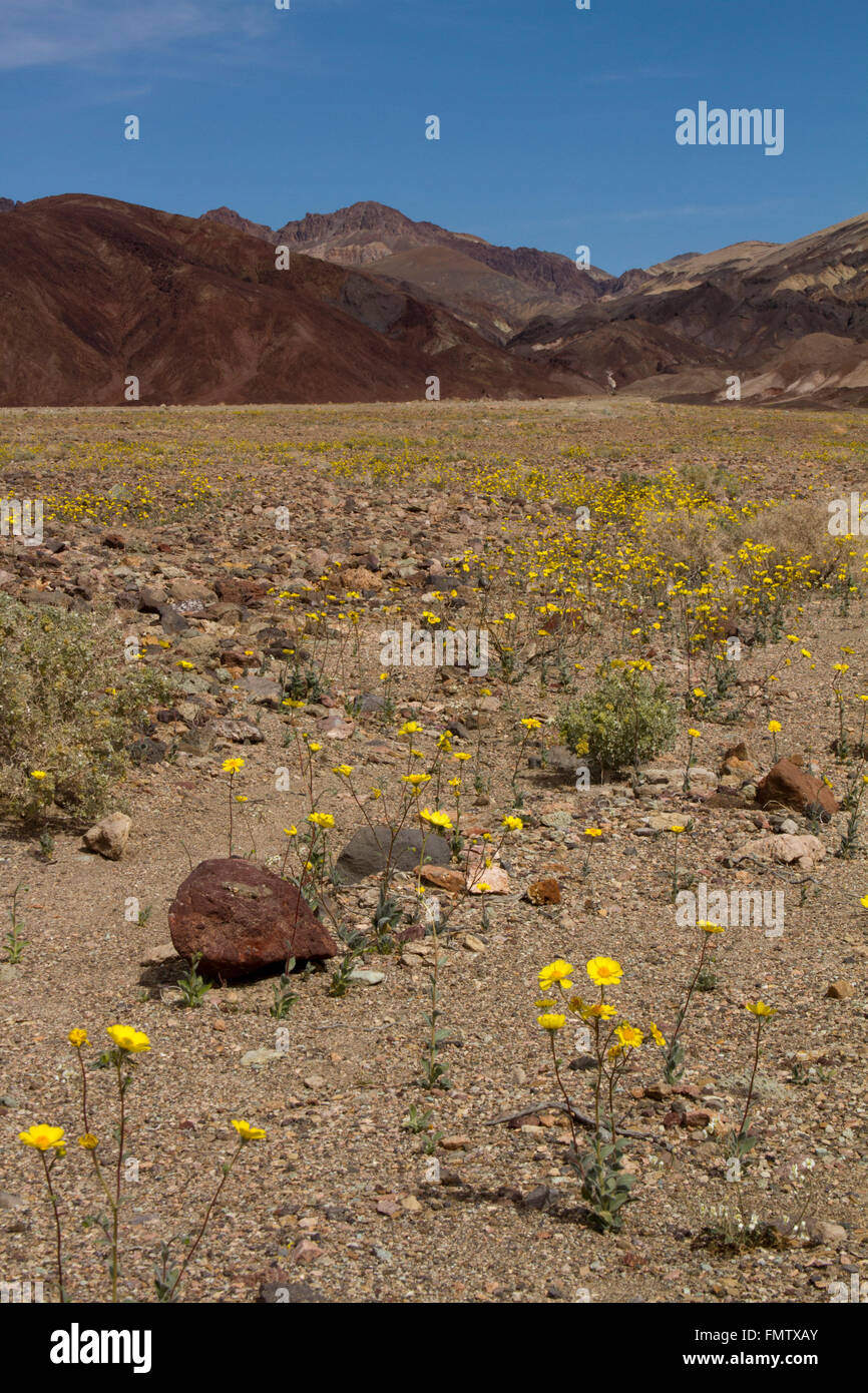 Desert Gold wildflowers along Badwater Road, Death Valley, CA Stock ...