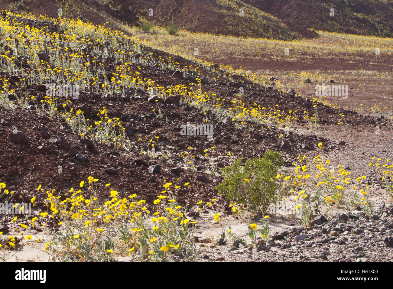 Volcanic rock with Desert Gold wildflowers, off West Side Road, Death ...