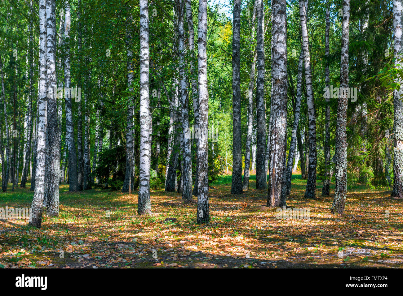 Russian birch forest in early autumn at dawn Stock Photo - Alamy