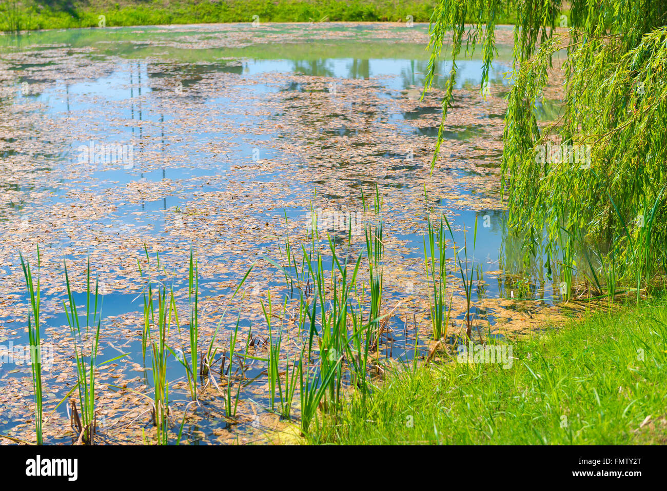 Stagnant pond hi-res stock photography and images - Alamy