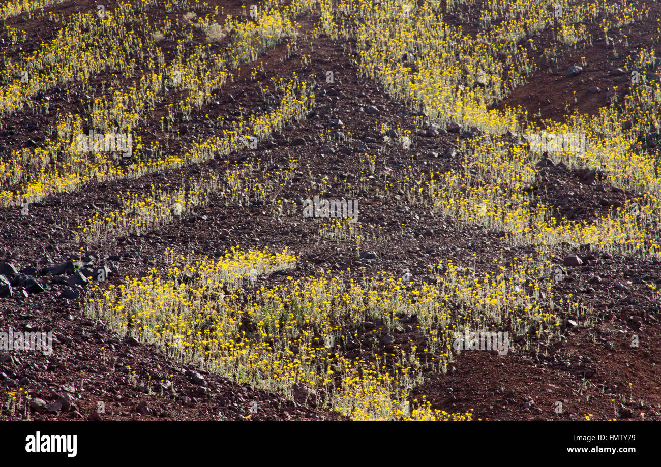 Volcanic rock with Desert Gold wildflowers, off West Side Road, Death ...
