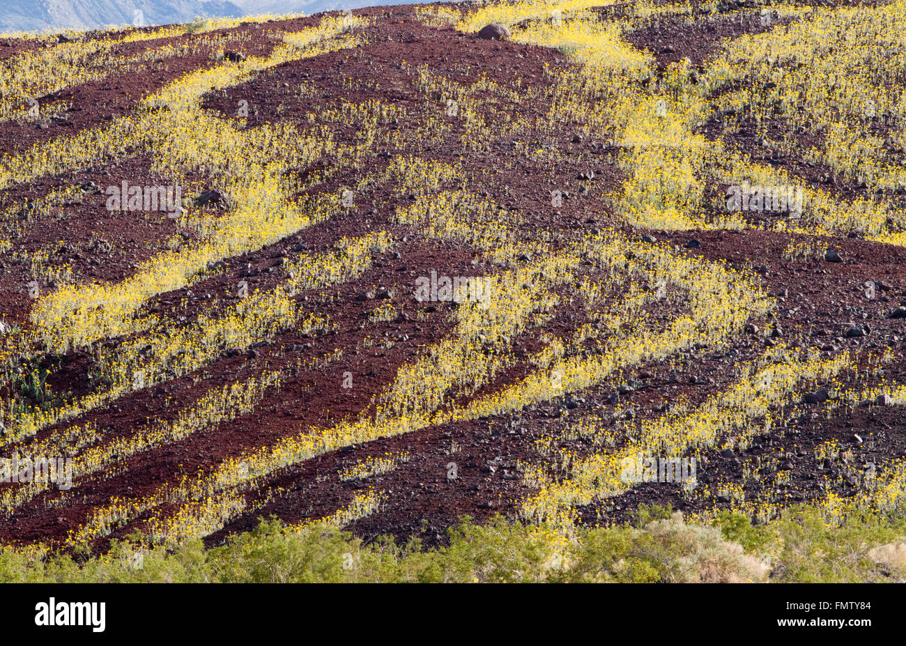 Volcanic rock desert gold wildflowers hi-res stock photography and ...