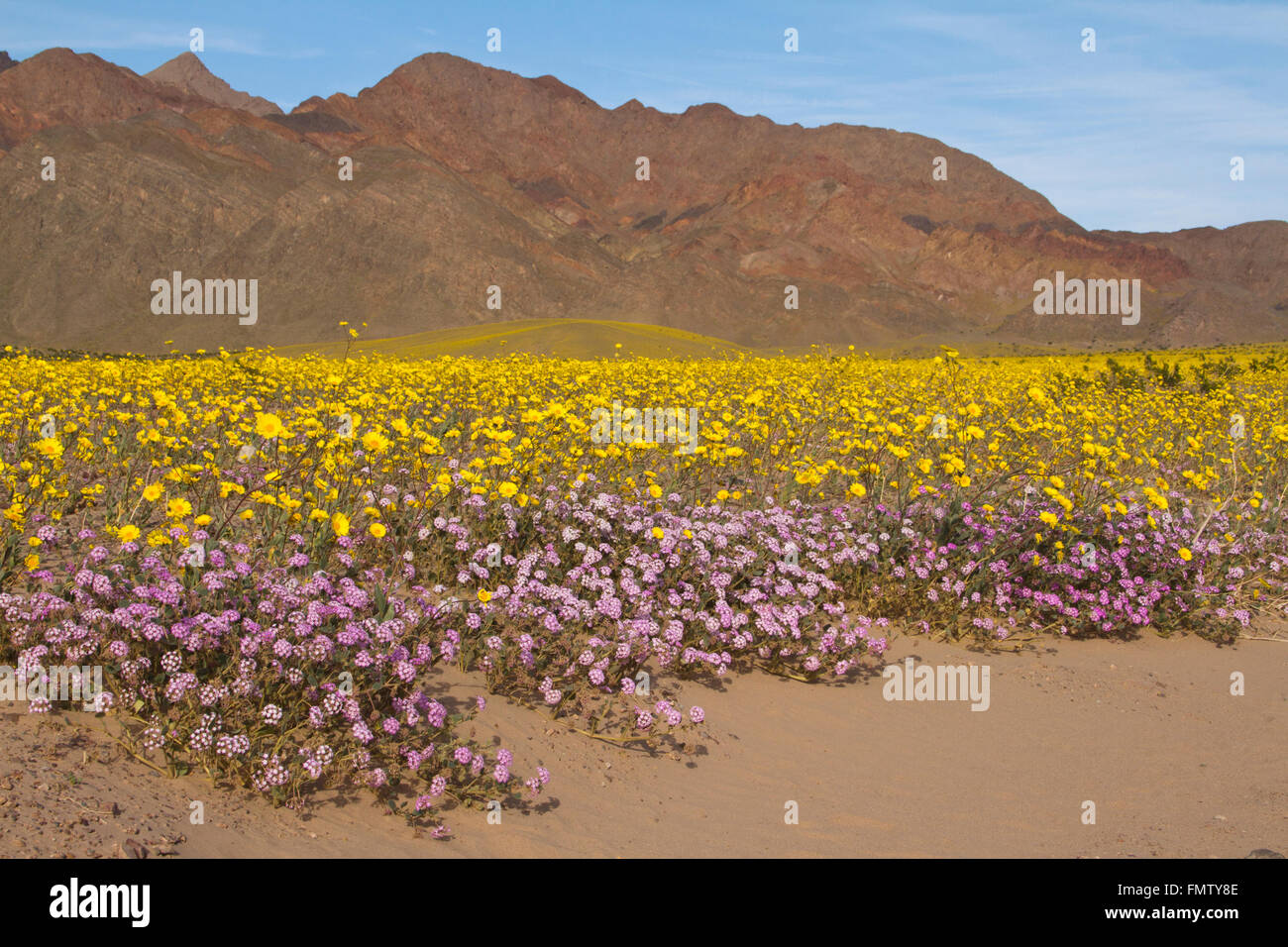 Spring wildflowers along Badwater Road, Death Valley, CA Stock Photo ...