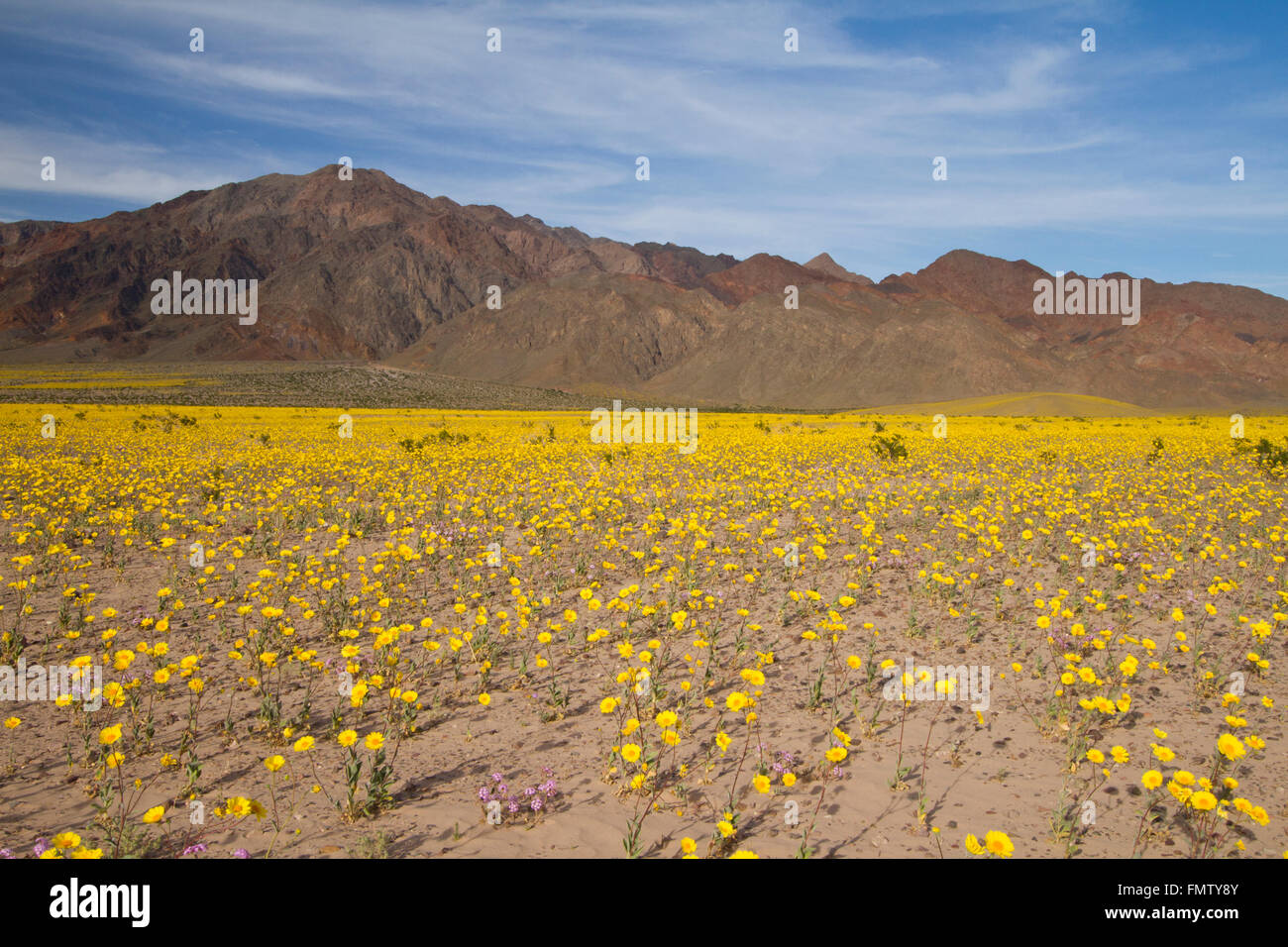 Wildflowers by the road hi-res stock photography and images - Alamy