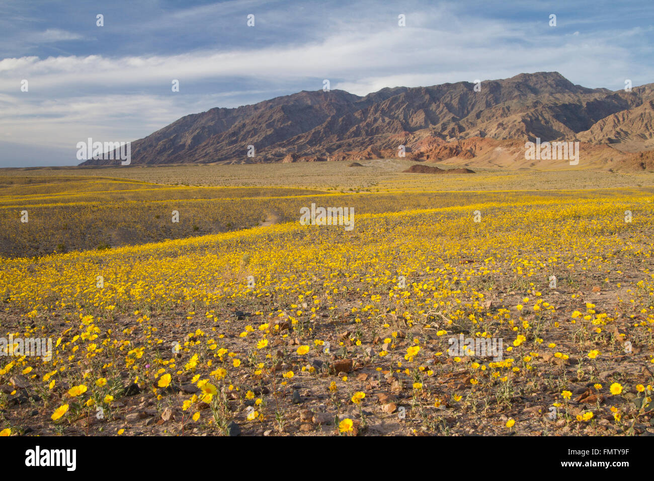 Death valley spring wildflowers hi-res stock photography and images - Alamy