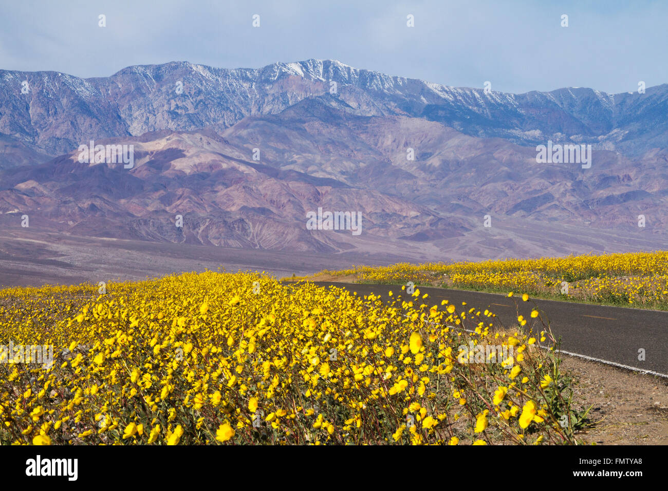 Desert Gold Wildflowers along Badwater Road, Telescope Peak in ...