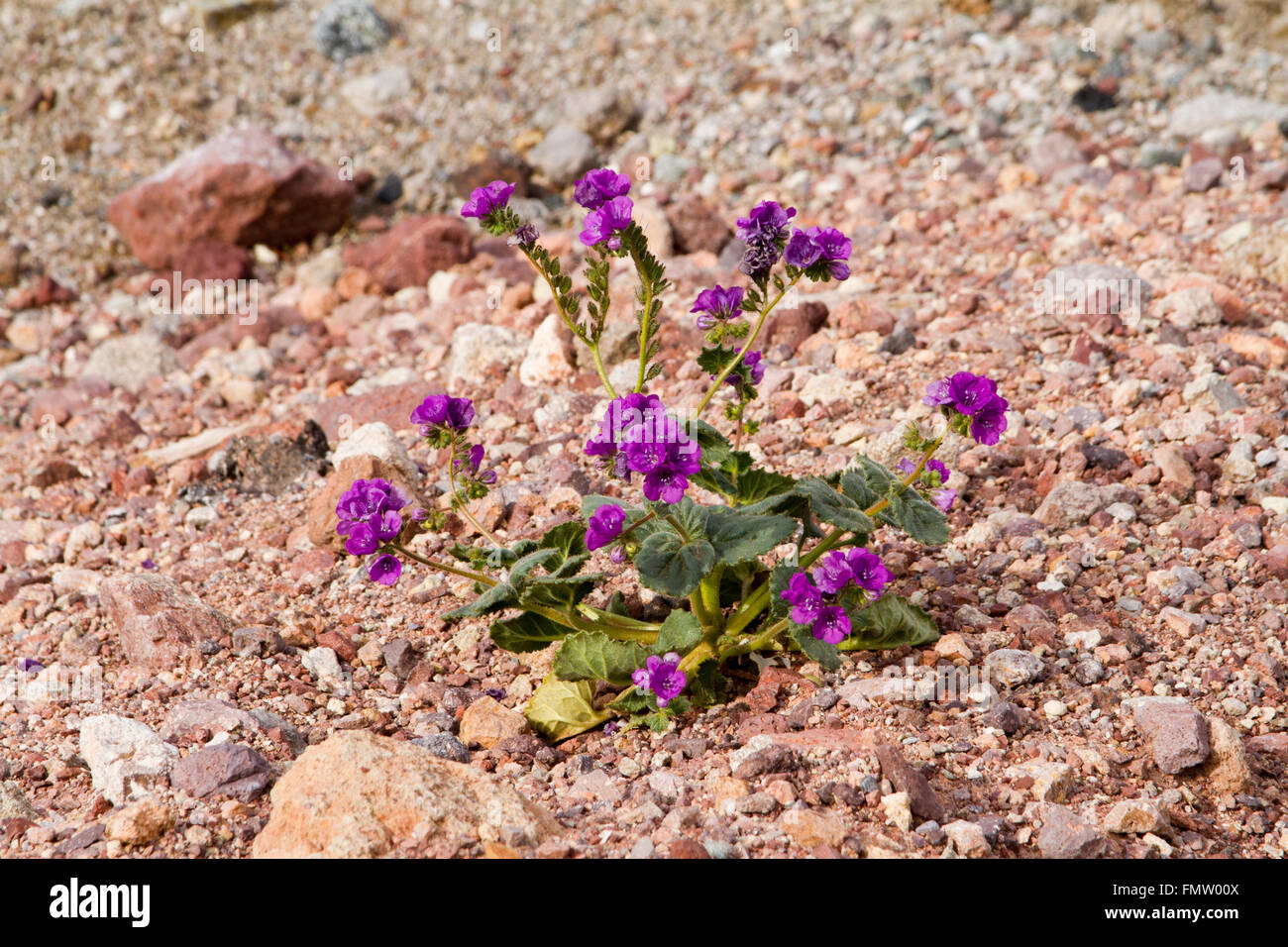 Notch leaf hi-res stock photography and images - Alamy