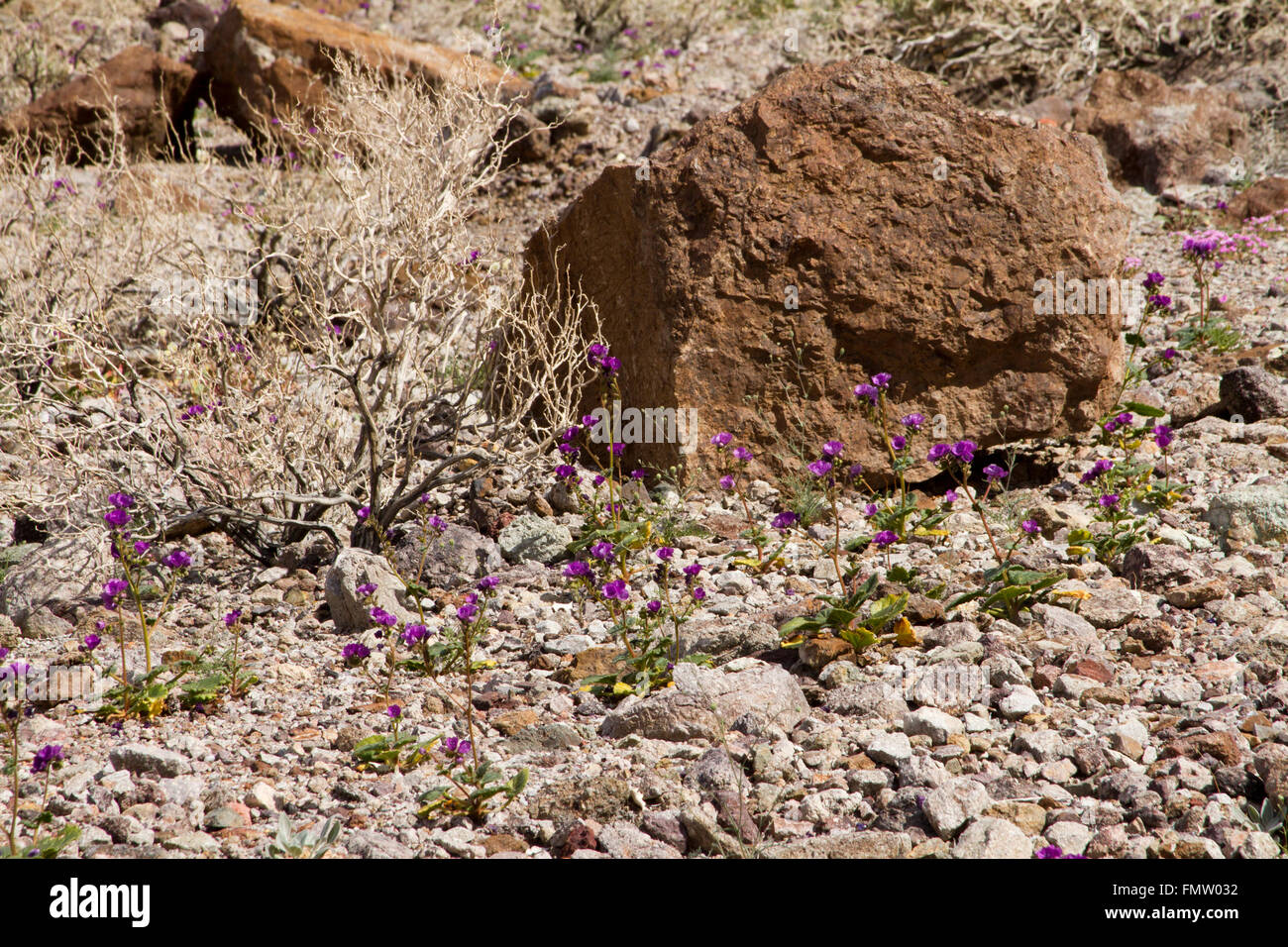 Wildflowers by the road hi-res stock photography and images - Alamy