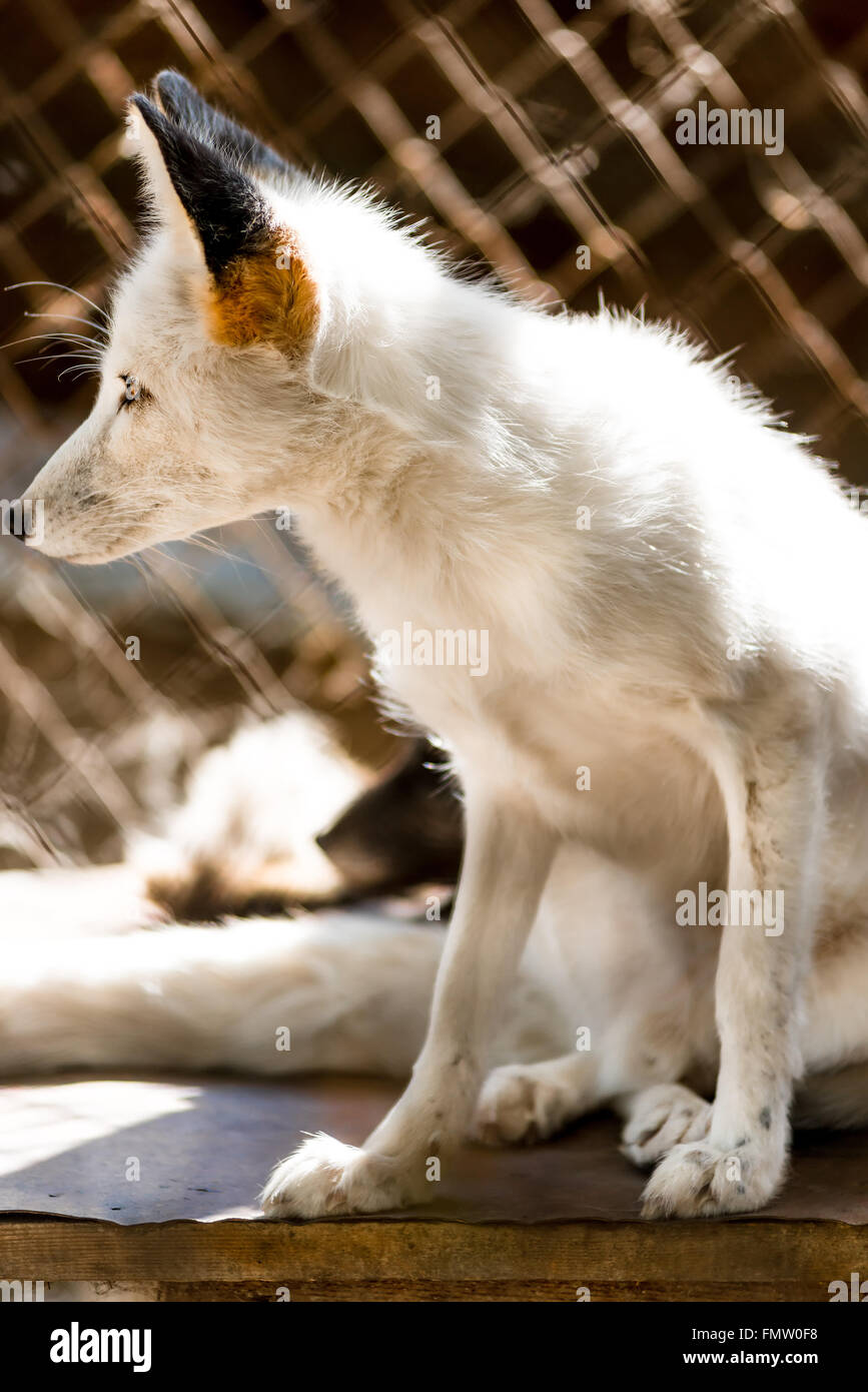 Fox in zoo hi-res stock photography and images - Alamy