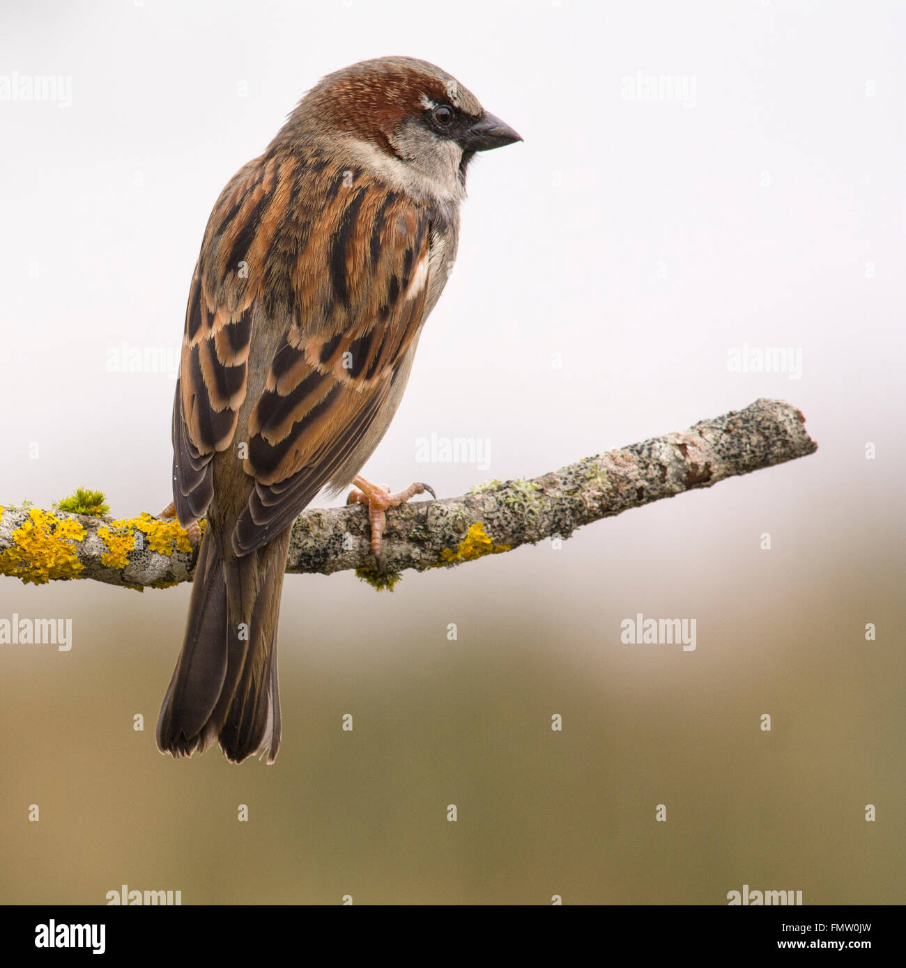 Gold sparrow hi-res stock photography and images - Alamy