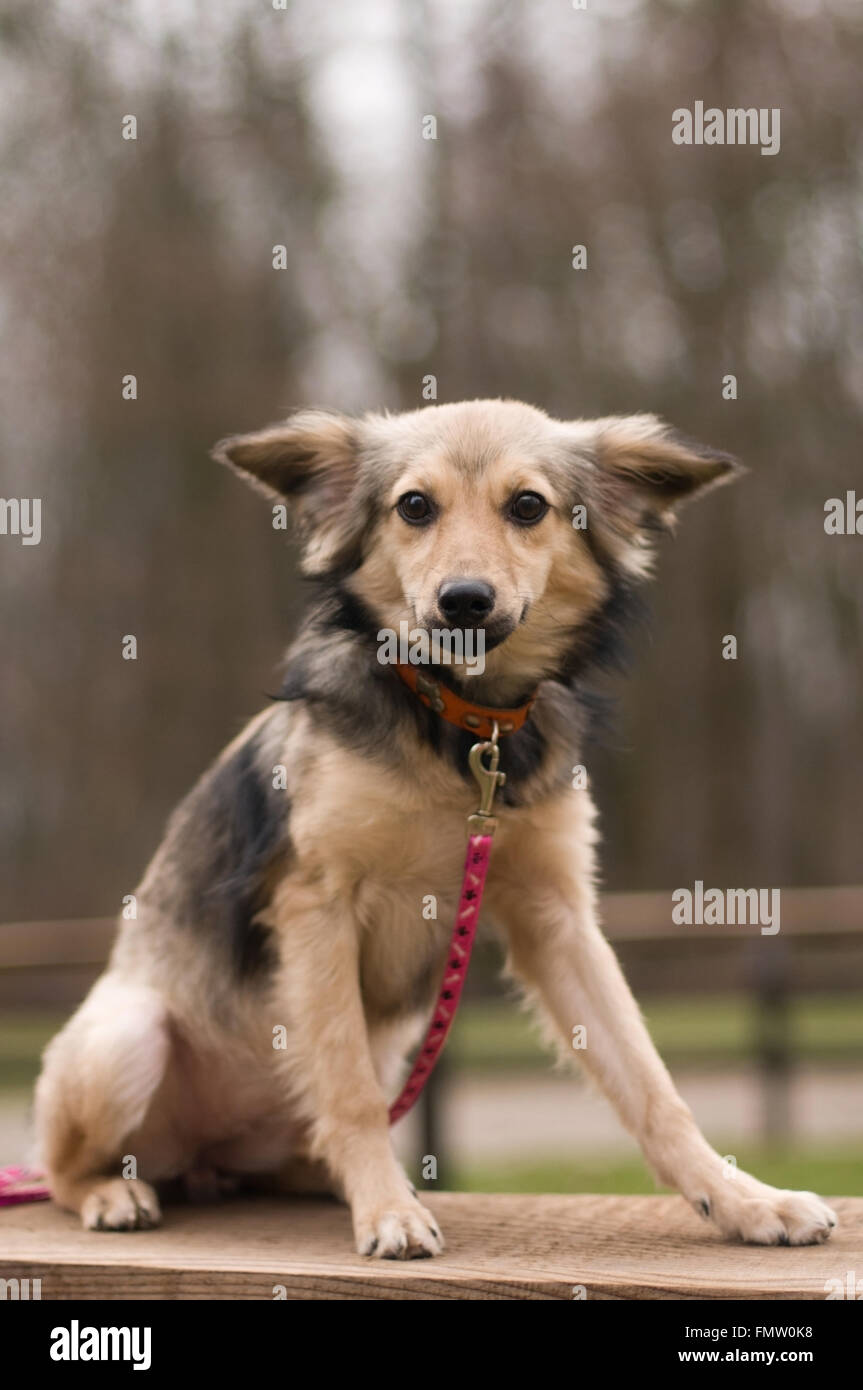 Stray mixed breed dog portrait outdoor sitting Stock Photo - Alamy