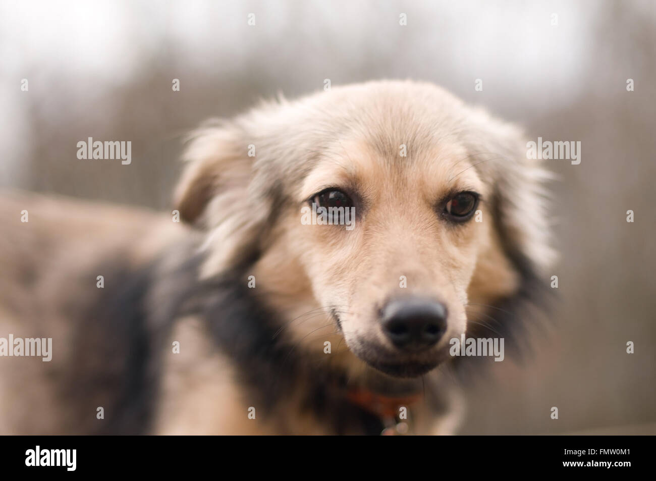 Stray mixed breed dog portrait outdoor closeup portrait Stock Photo - Alamy