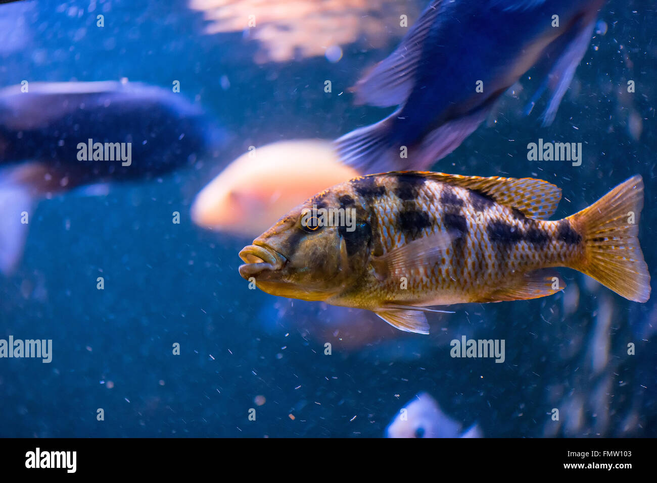 a crowd of beautiful fish in the aquarium Stock Photo - Alamy