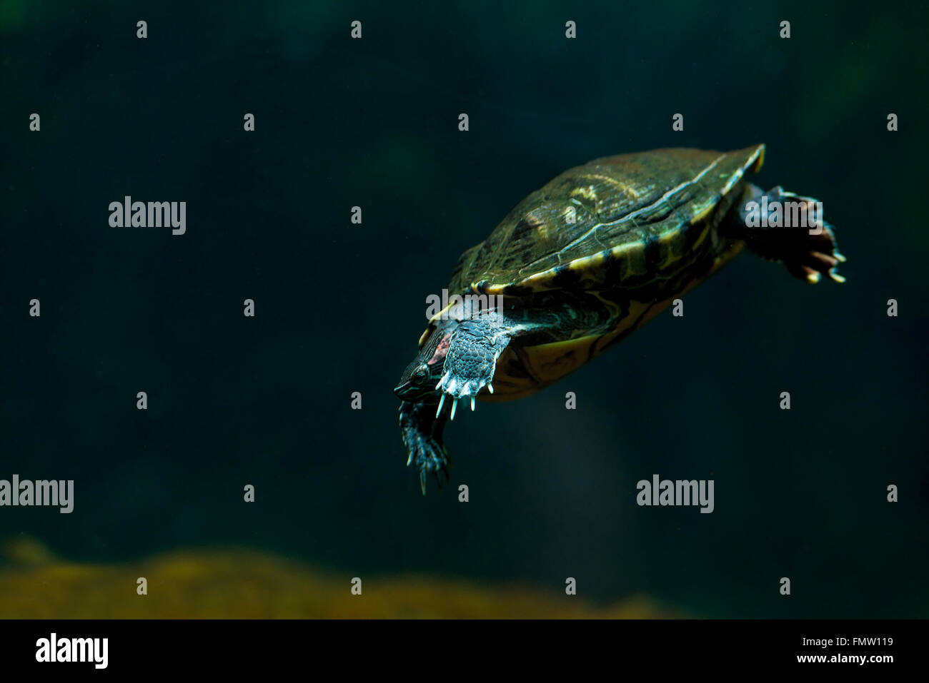 turtle floating in the water close-up Stock Photo - Alamy