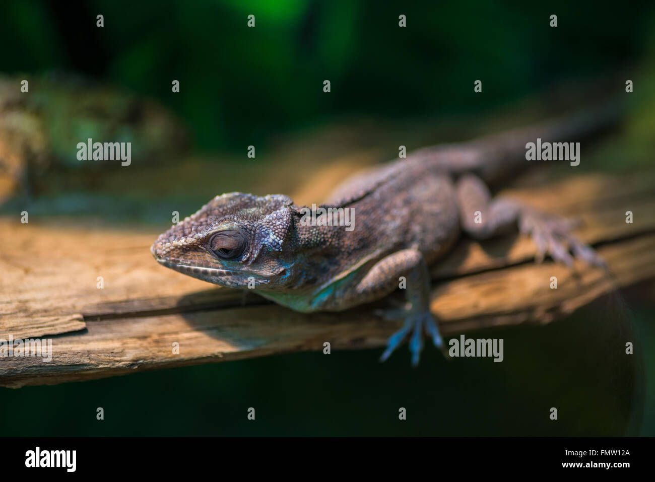 Portrait of a small lizard on a tree branch Stock Photo - Alamy