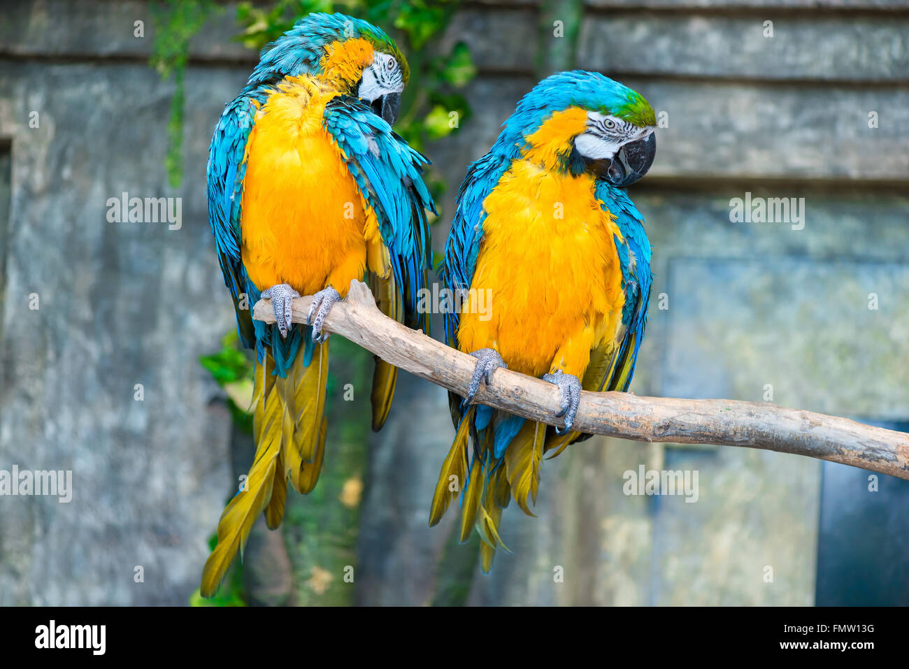 Pair of parrots hi-res stock photography and images - Alamy