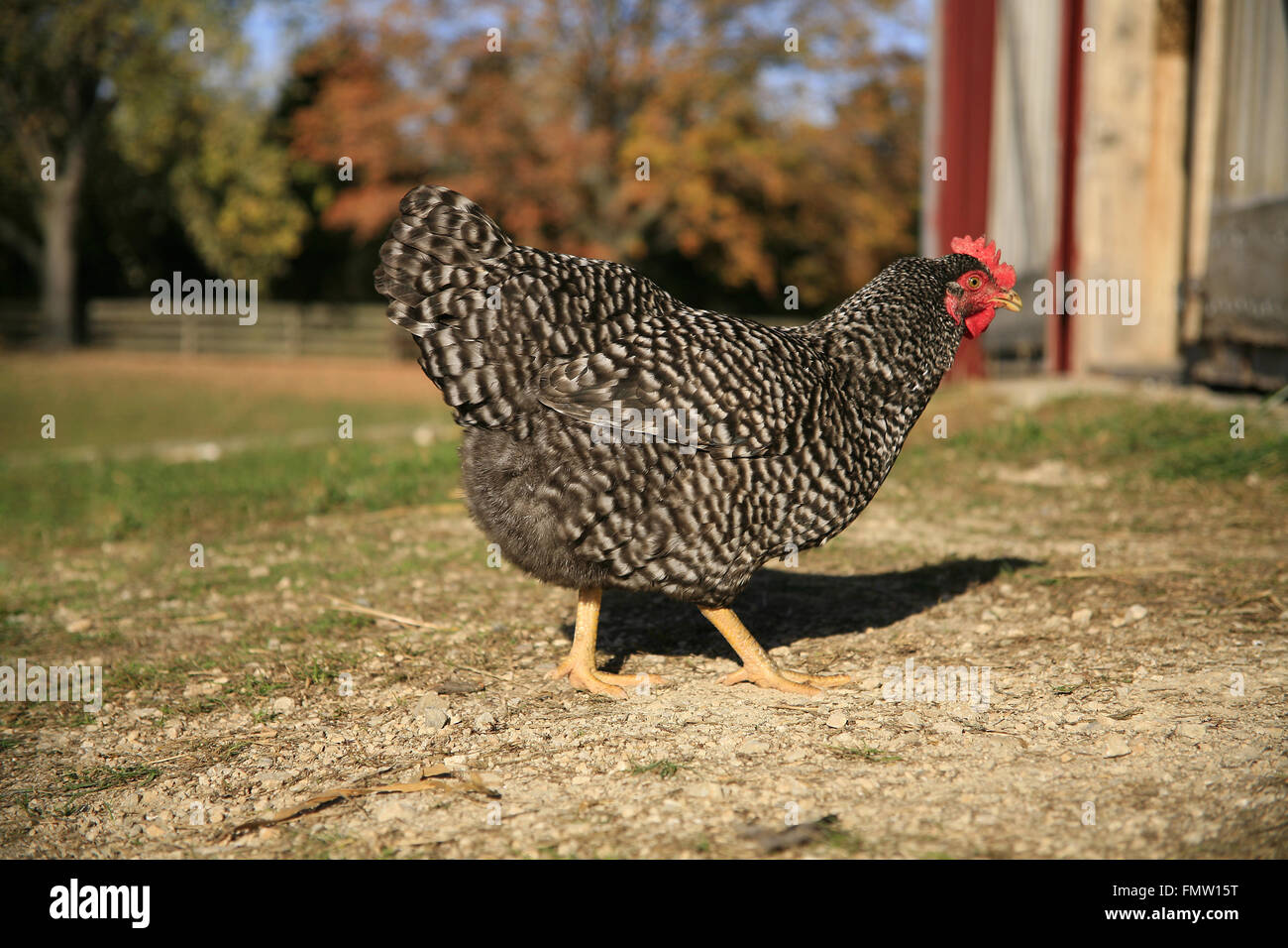 Hen farm hi-res stock photography and images - Alamy