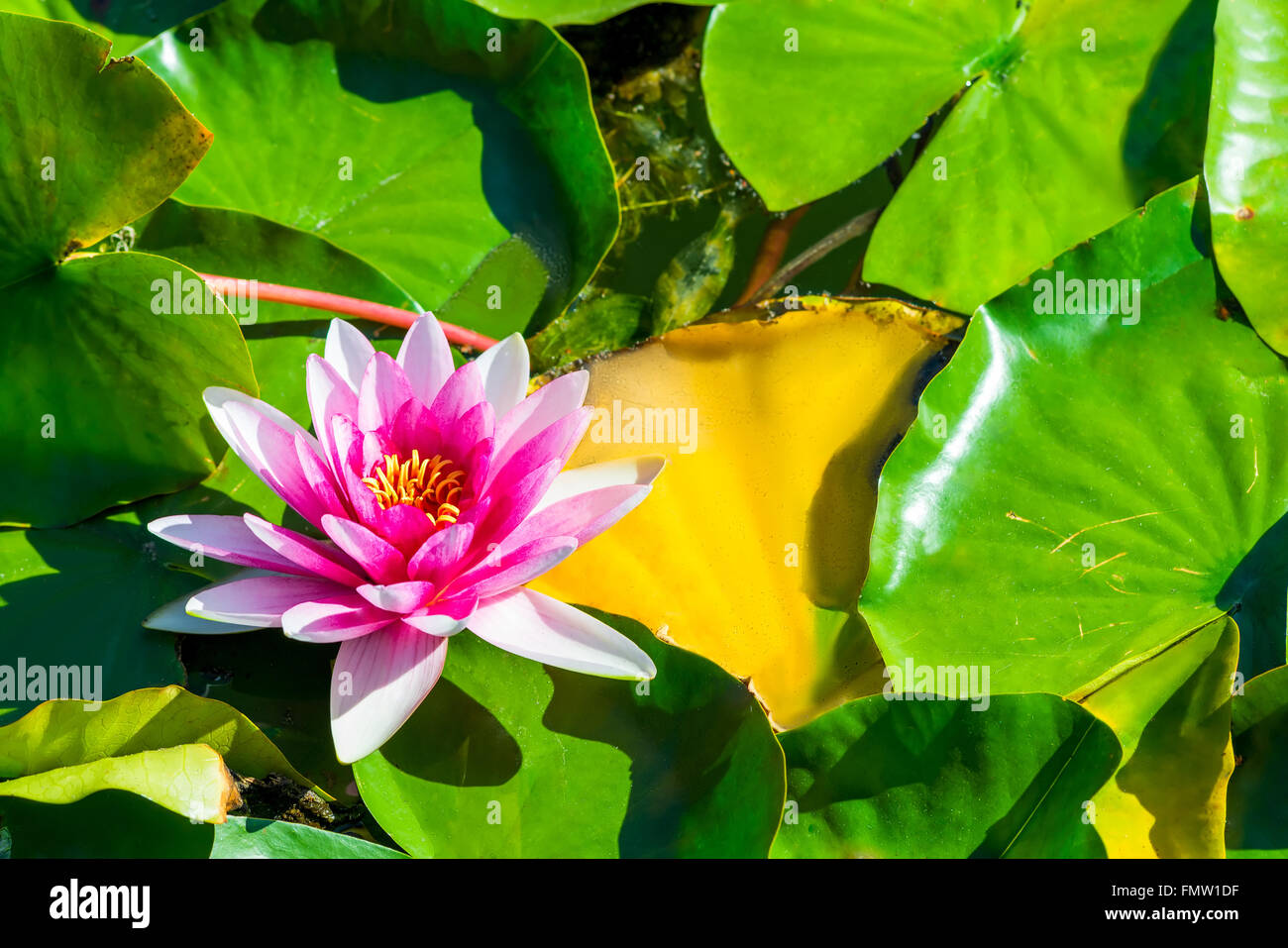 one flower pink water lily in a pond closeup Stock Photo - Alamy