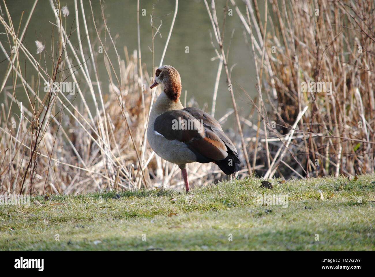 Protective gander hi-res stock photography and images - Alamy