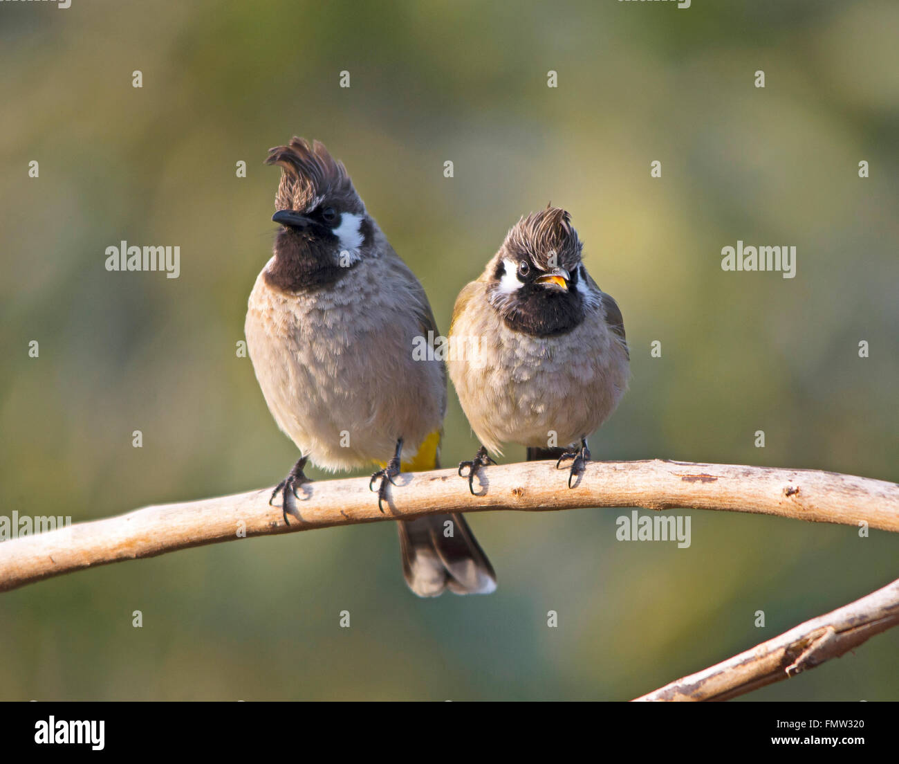 Himalayan Bulbul or White Cheeked Bulbul Pair Stock Photo - Alamy