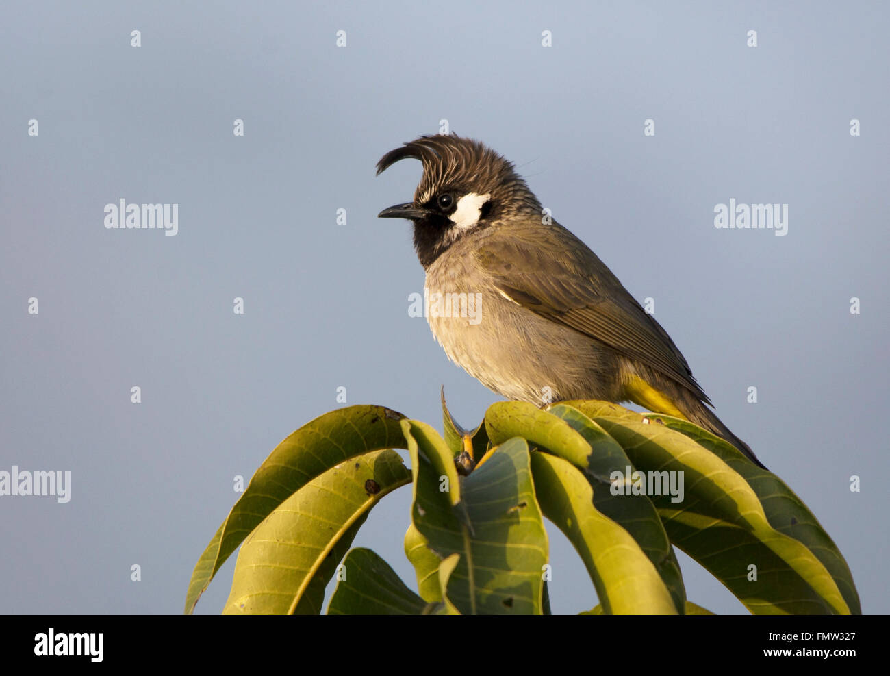 Himalayan Bulbul or White Cheeked Bulbul Stock Photo - Alamy