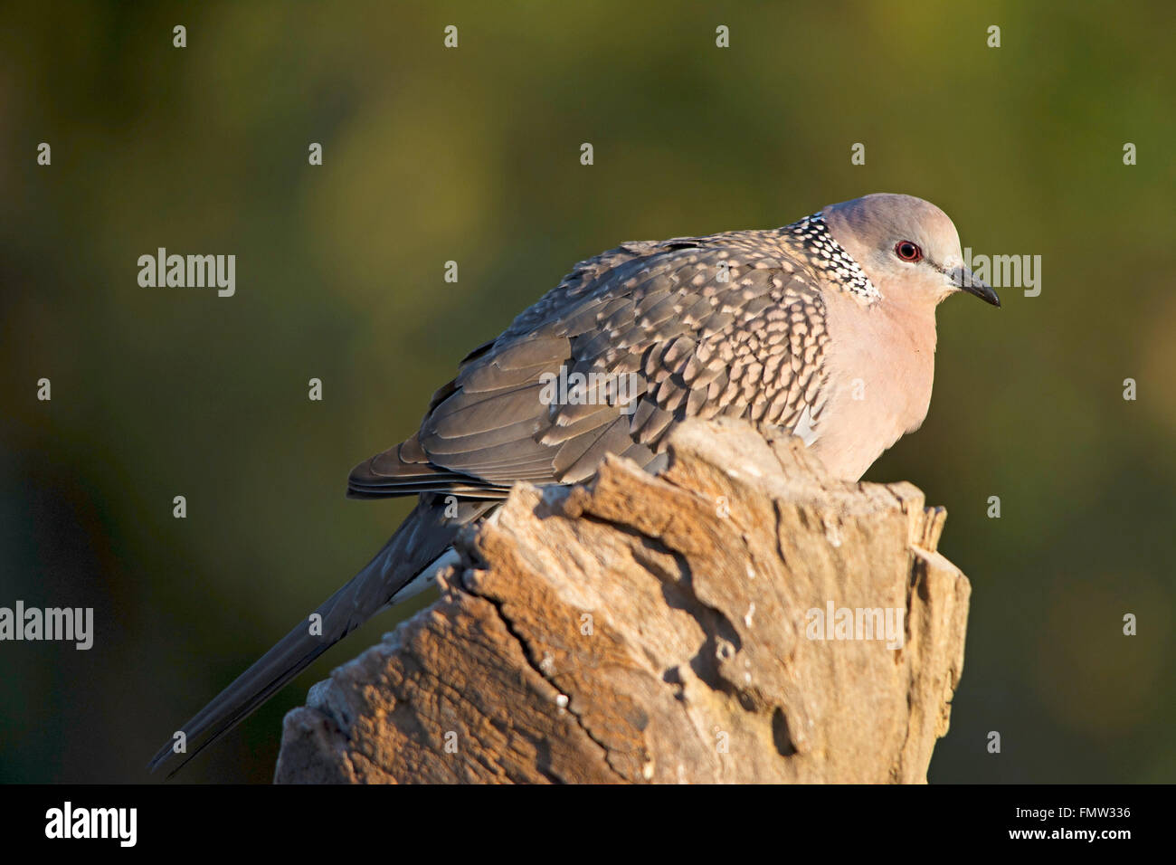 Indian spotted dove hi-res stock photography and images - Alamy