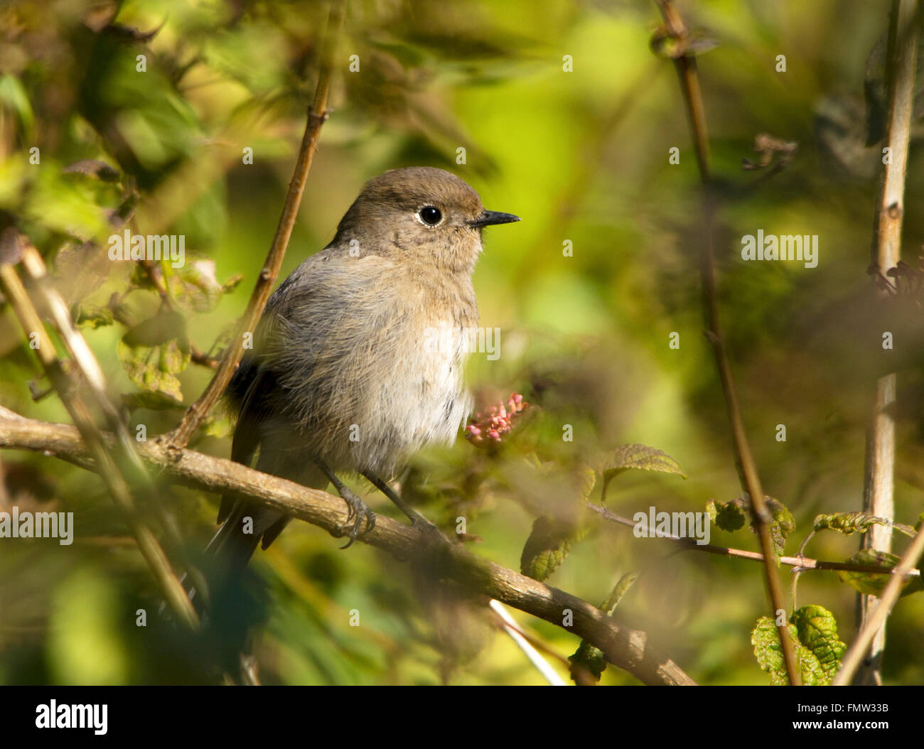 Blue Capped Redstart Female Perched Stock Photo - Alamy