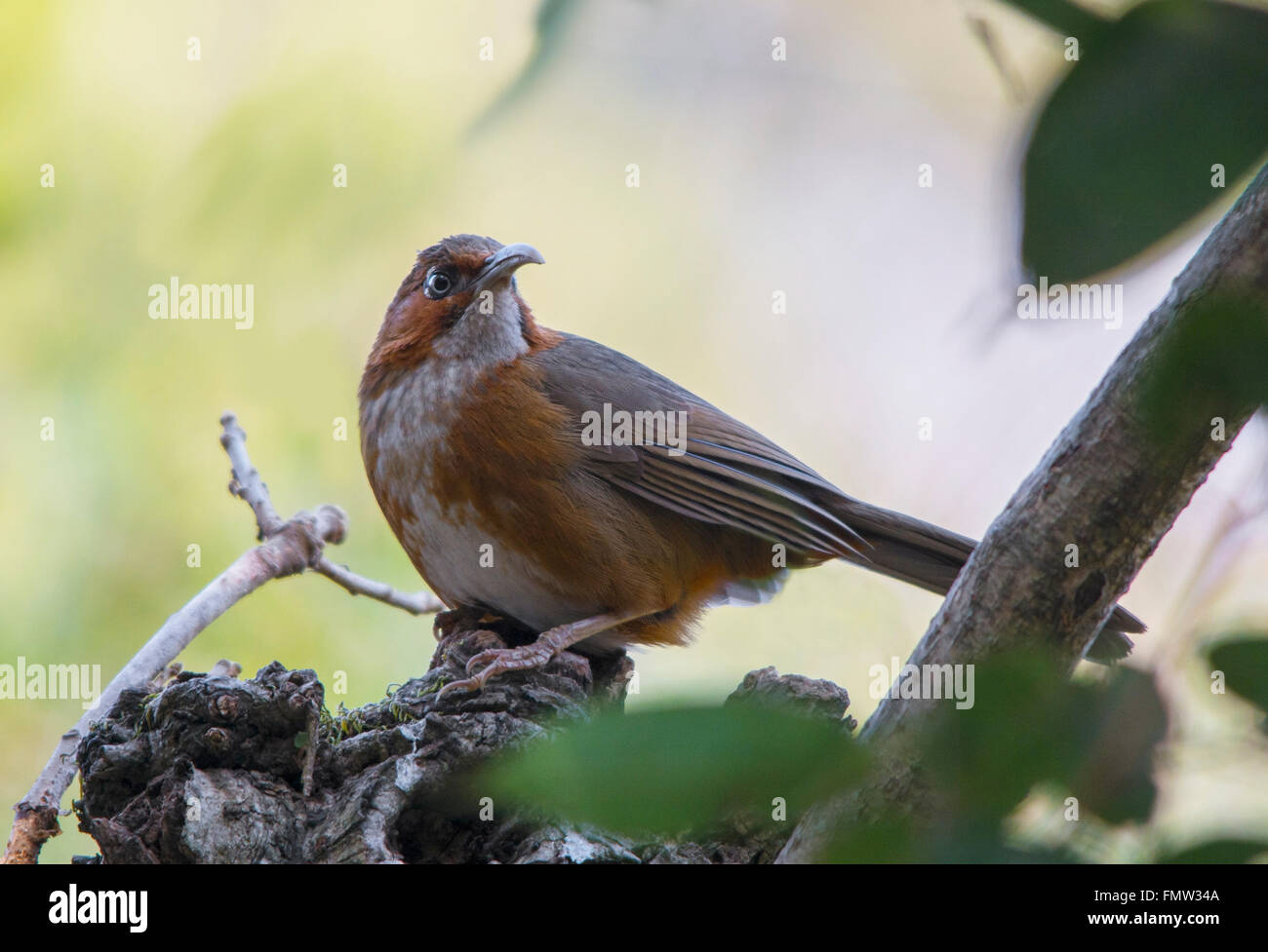 Rusty cheeked hi-res stock photography and images - Alamy