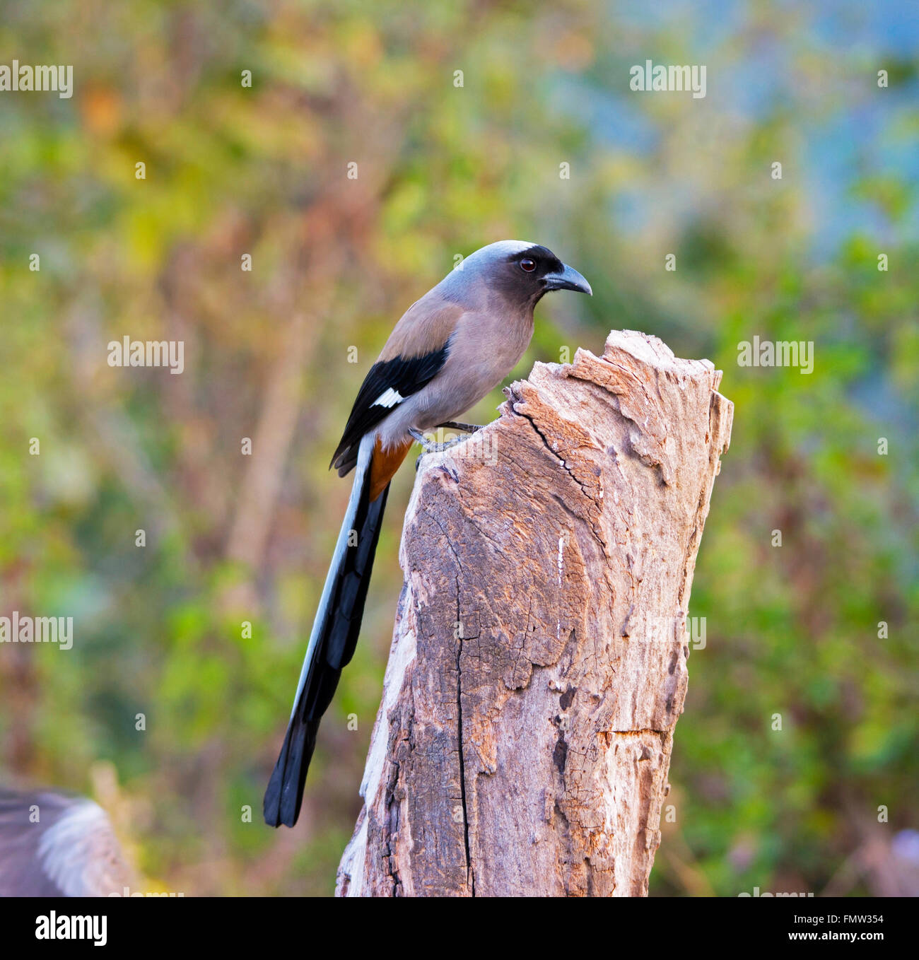 Indian treepie bird hi-res stock photography and images - Alamy