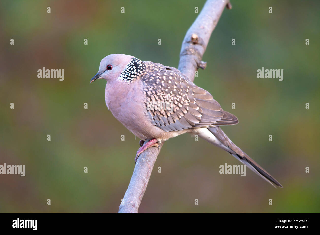 Indian spotted dove hi-res stock photography and images - Alamy