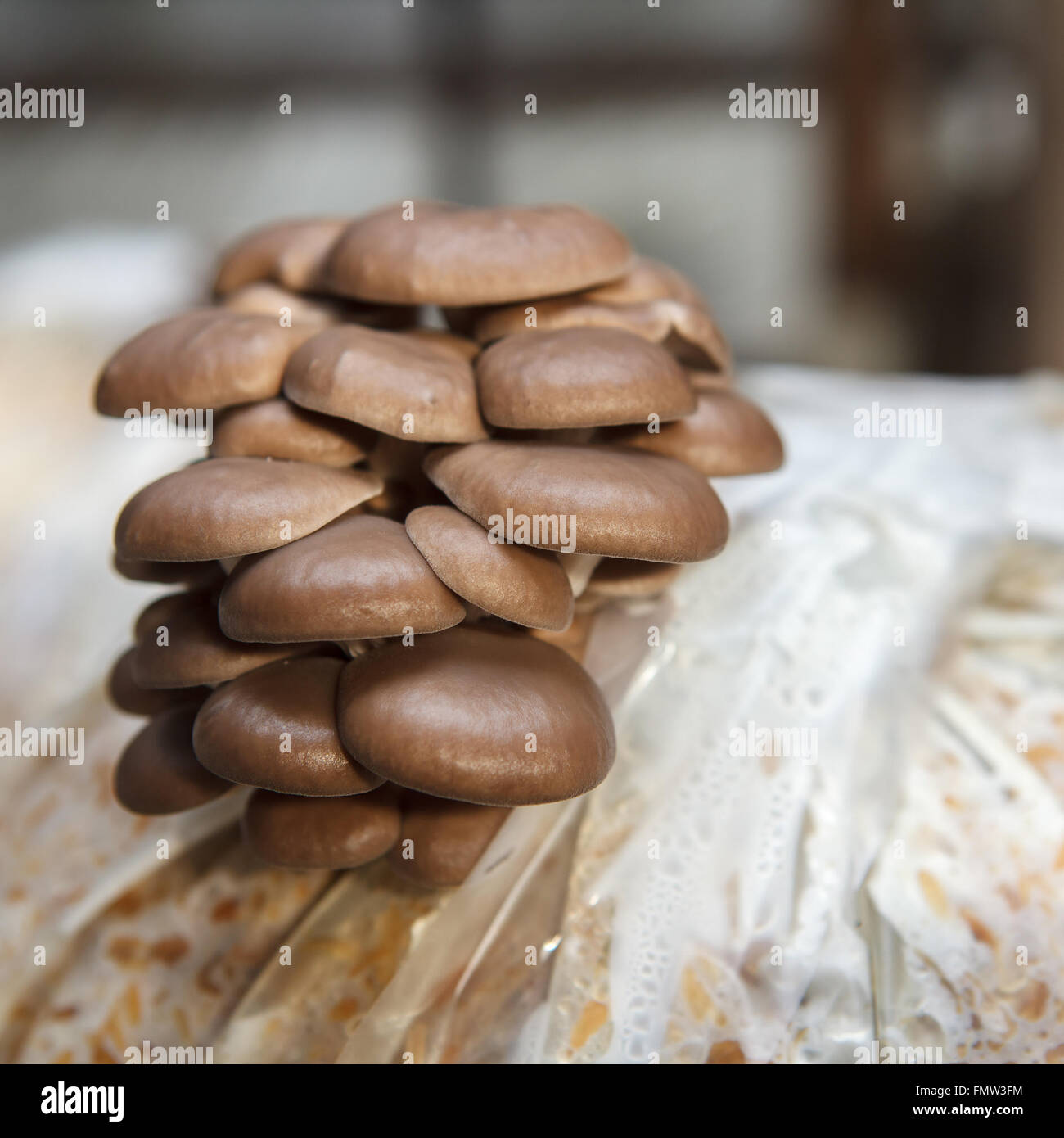 oyster mushrooms grow on a mushroom farm Stock Photo - Alamy