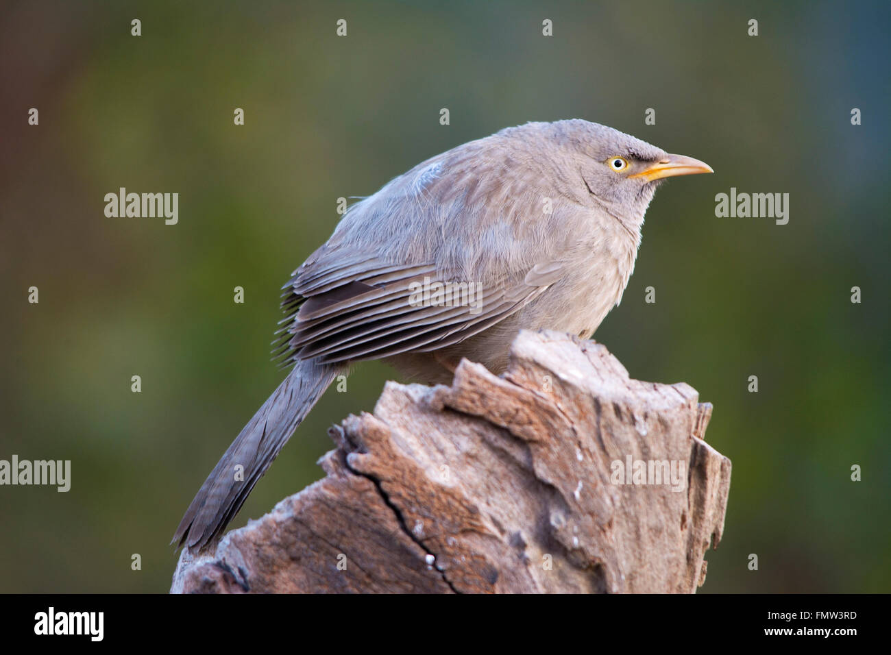 Jungle babbler india hi-res stock photography and images - Alamy