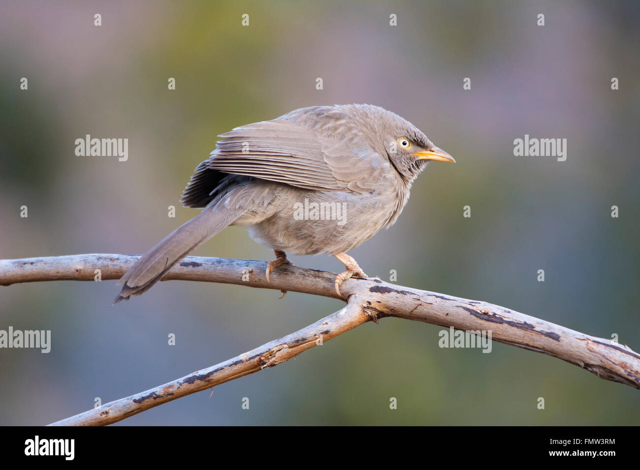 Jungle babbler bird hi-res stock photography and images - Alamy