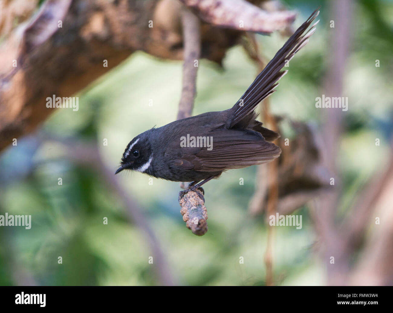 Indian fantail hi-res stock photography and images - Alamy