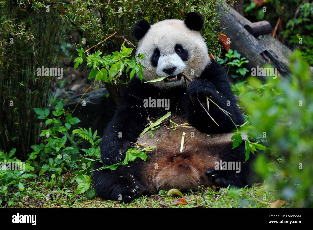 Taipei, March 13. 6th Jan, 2014. Giant panda "Yuanzai" eats branches at ...