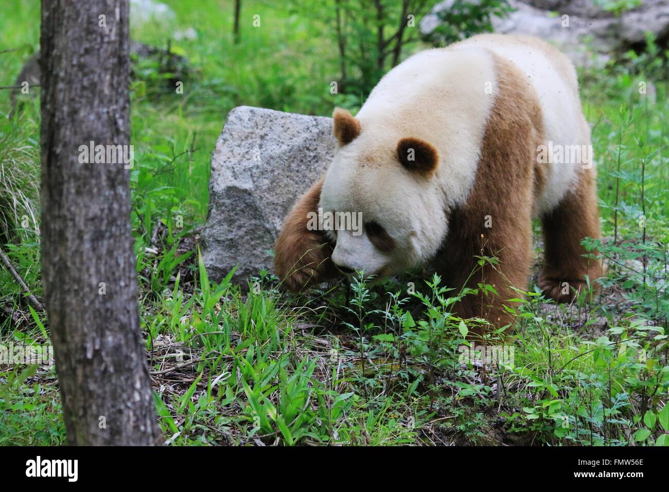 Xi'an. 13th Mar, 2016. File photo from a giant panda research institute in Shaanxi shows a brown ...