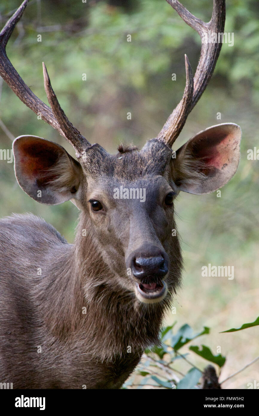 Close-up of sambar deer Stock Photo - Alamy