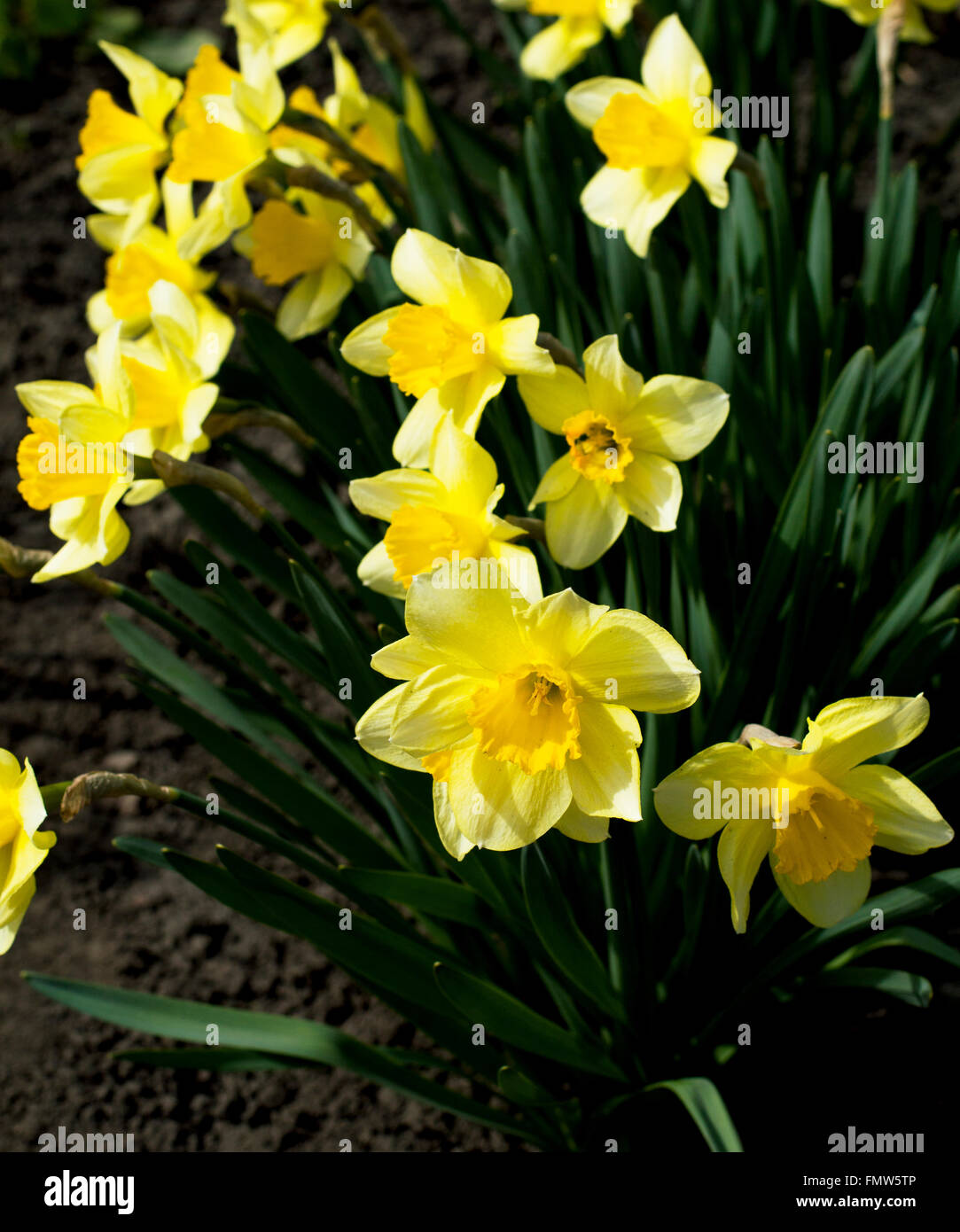Spring beautiful yellow flowers hi-res stock photography and images - Alamy