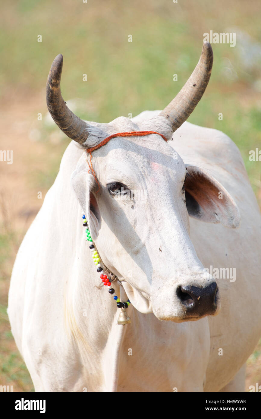 India diwali cow hi-res stock photography and images - Alamy