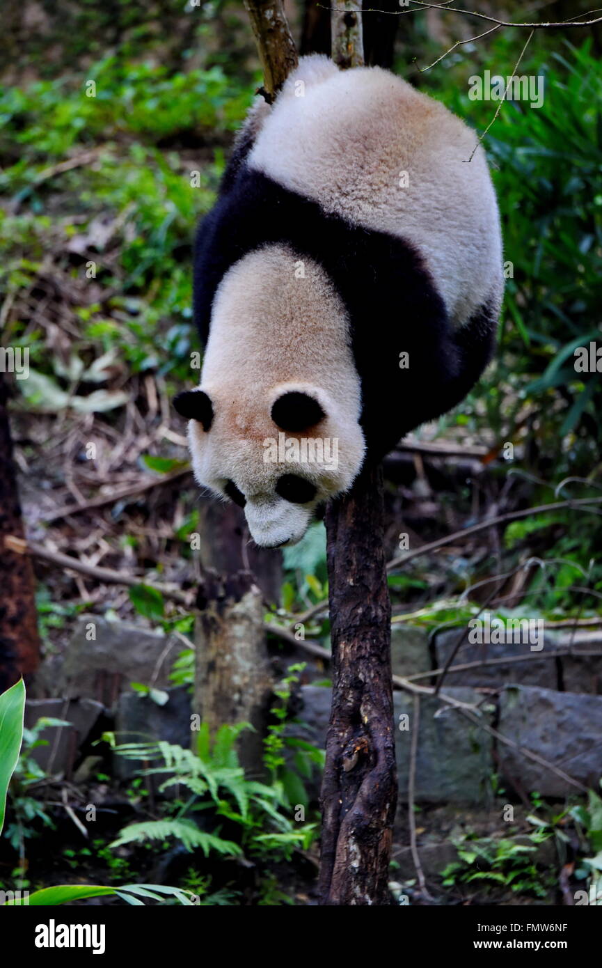 Taipei, March 13. 6th Jan, 2014. Giant panda "Yuanzai" climbs a tree at ...