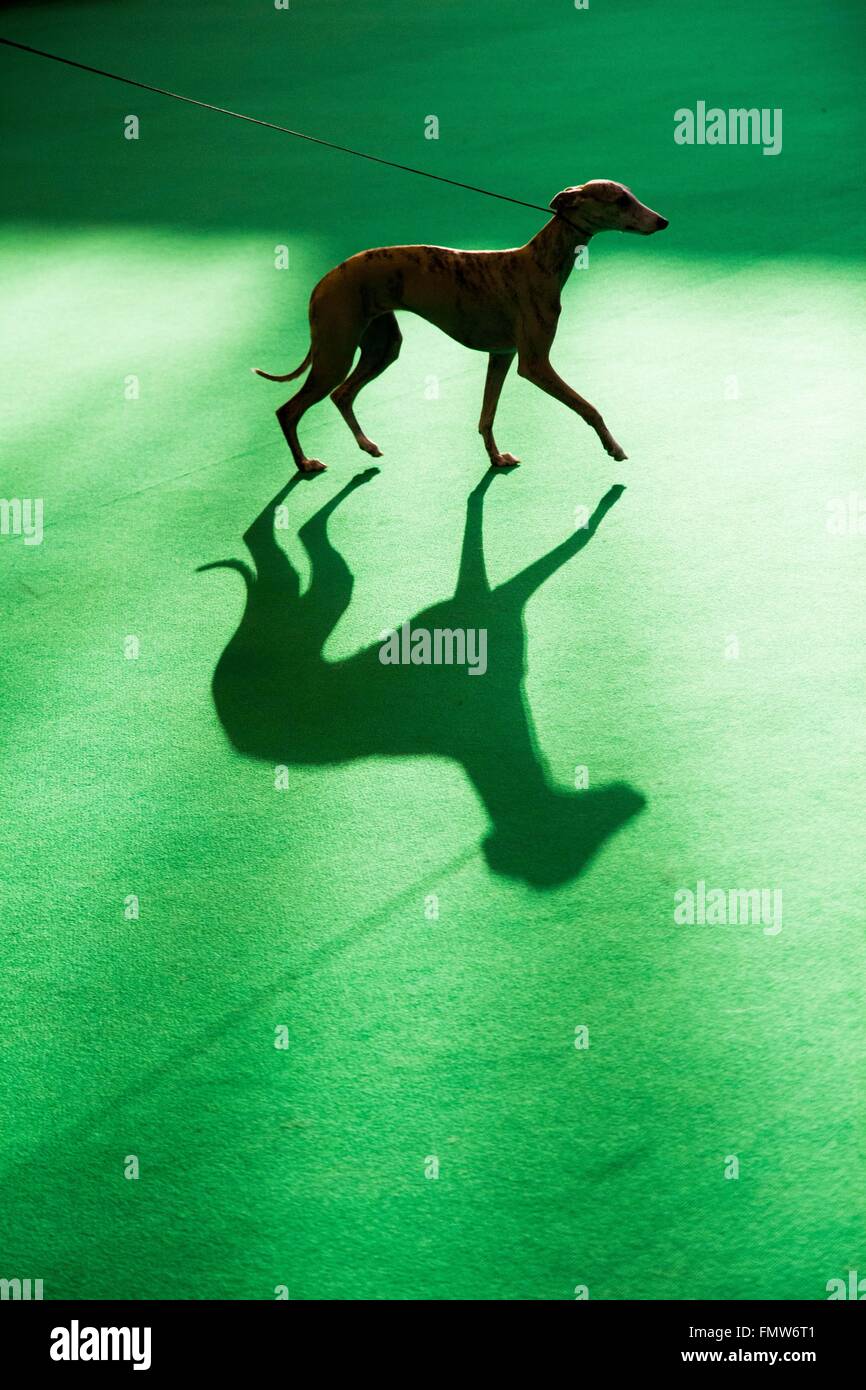Whippet silhouette hi-res stock photography and images - Alamy