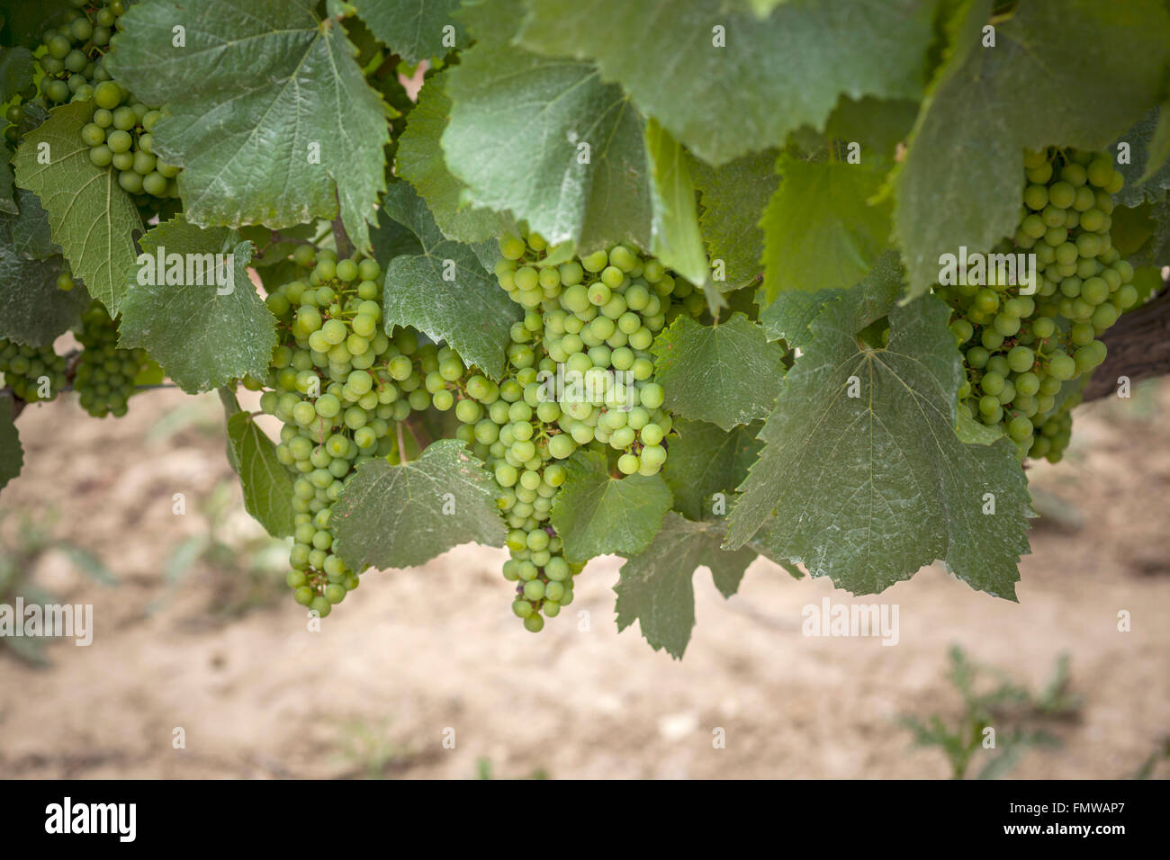 Bunches of grapes cava,Vilafranca del Penedès,Catalonia,Spain Stock ...